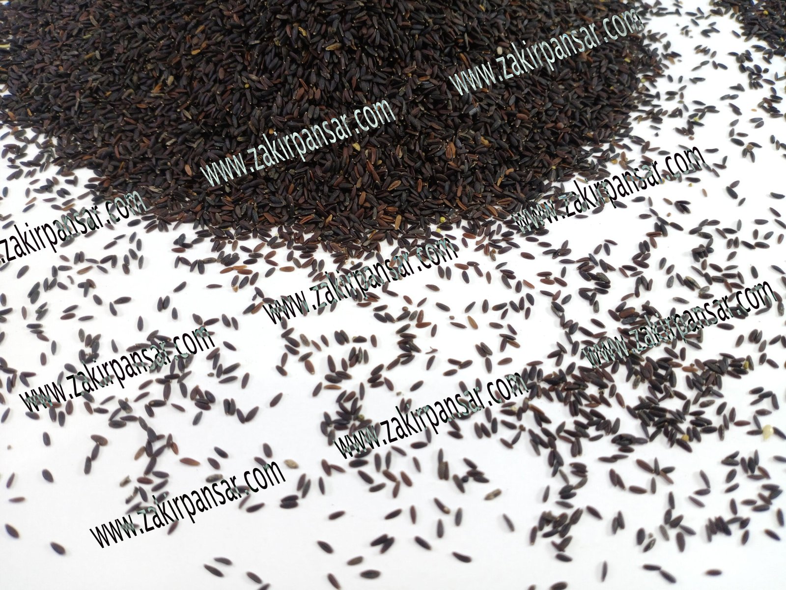 Tukham Balangu/تخم بالنگو - Zakir Pansar