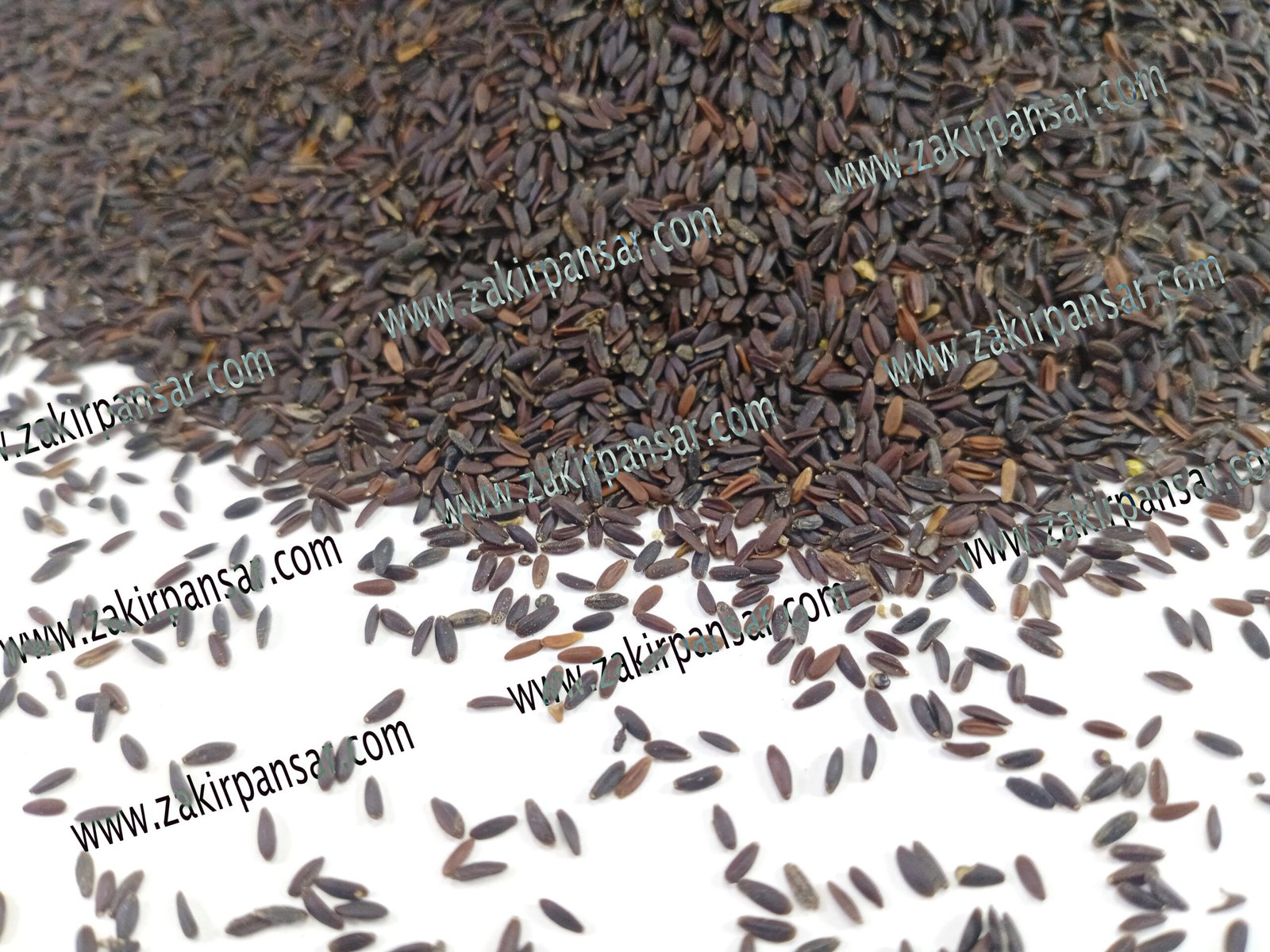 Tukham Balangu/تخم بالنگو - Zakir Pansar